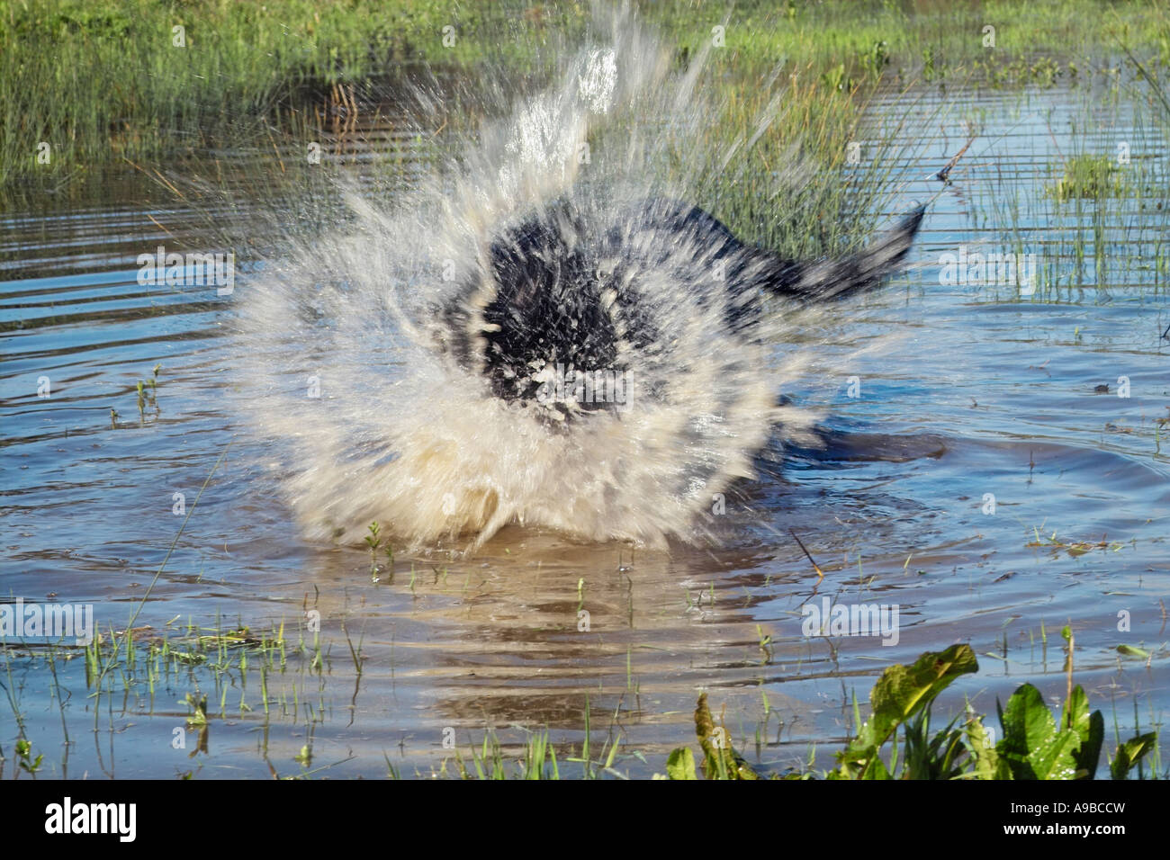 Black Labrador shaking off water Stock Photo - Alamy