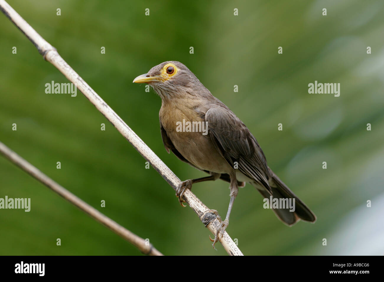 Yellow eyed Thrush Turdus nudigenis Arnos Vale Tobago Stock Photo - Alamy