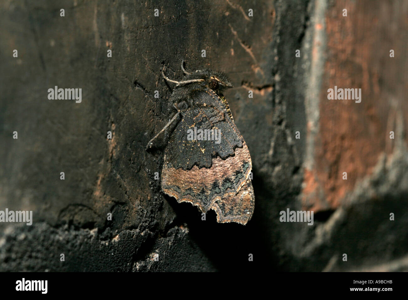 Hibernating insects hi-res stock photography and images - Alamy