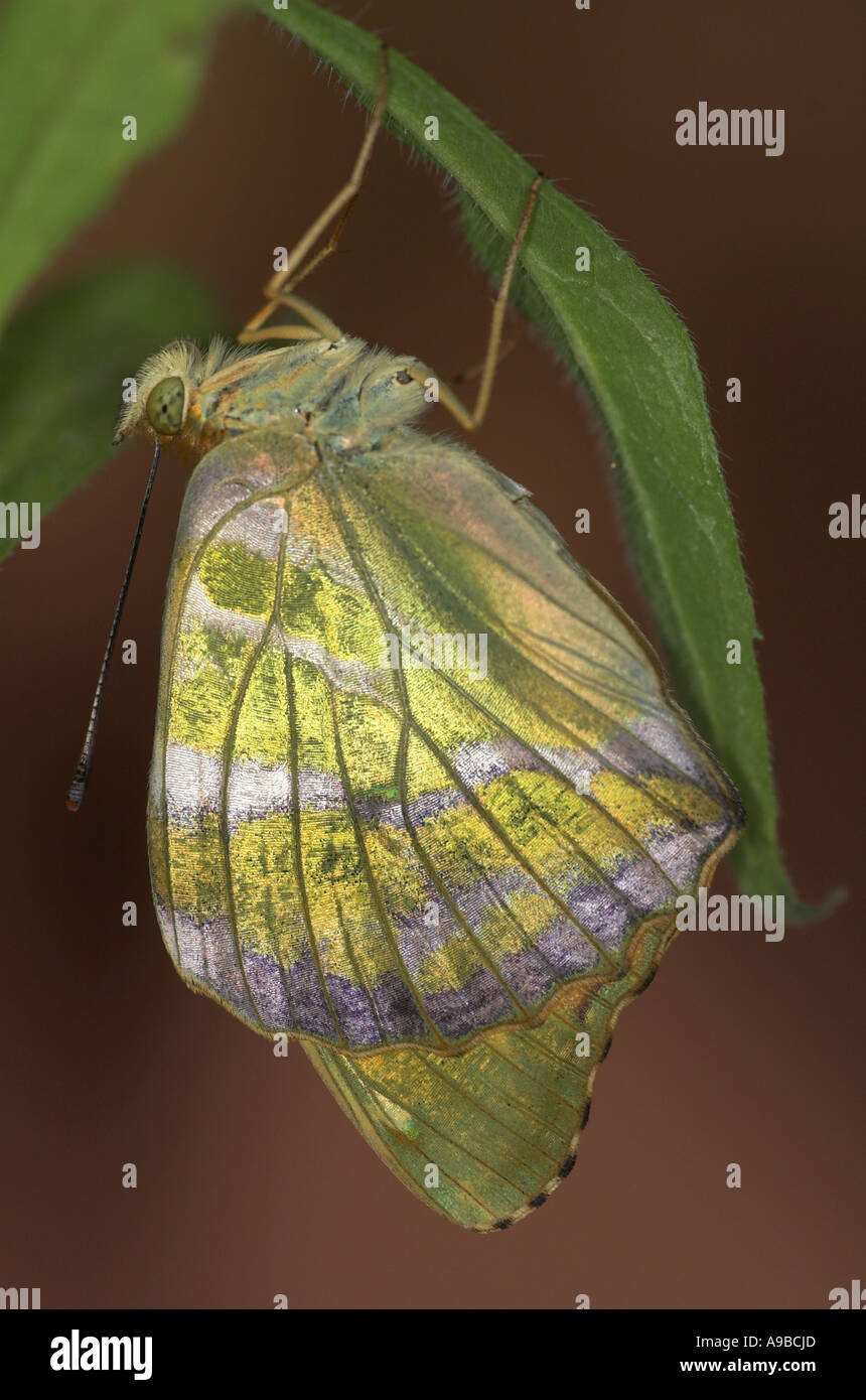 Hatching butterfly lifecycle hi-res stock photography and images - Alamy