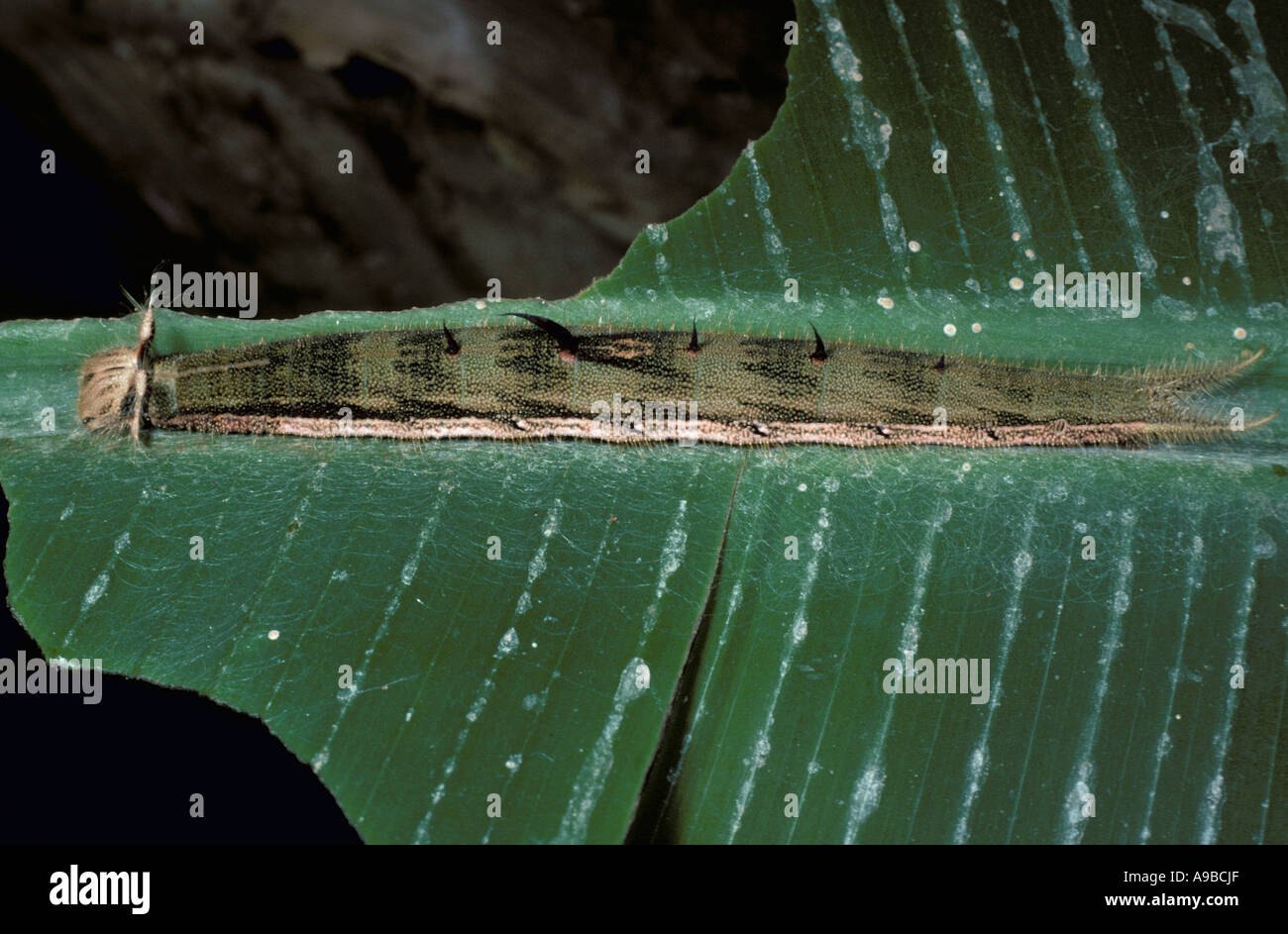 Larvae caligo owl butterfly hi-res stock photography and images - Alamy