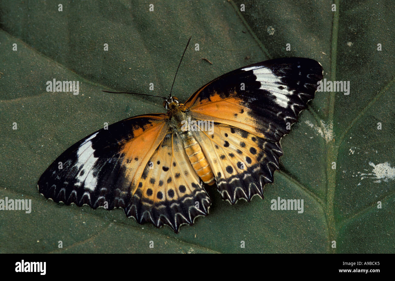 Female lacewing hi-res stock photography and images - Alamy