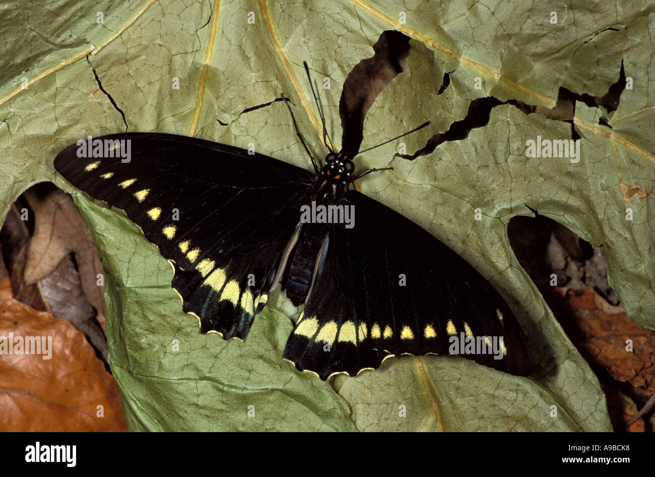 Papilio Battus polydamas Butterfly on forest floor on leaves Costa Rica ...