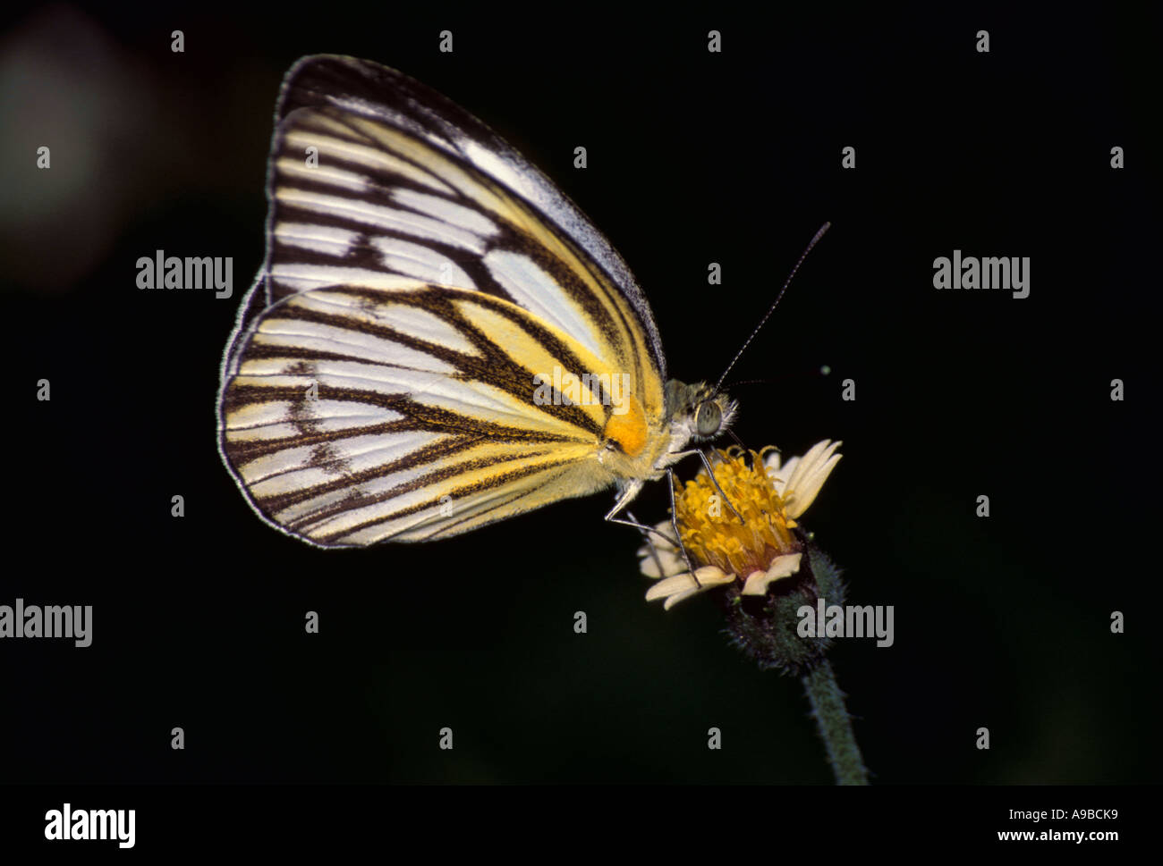 Common Gull Butterfly Cepora Nerissa Thailand South East Asia Stock ...