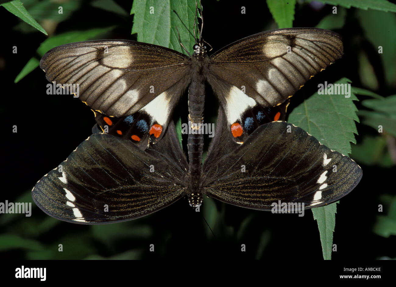 Mating swallowtail butterfly hi-res stock photography and images - Alamy