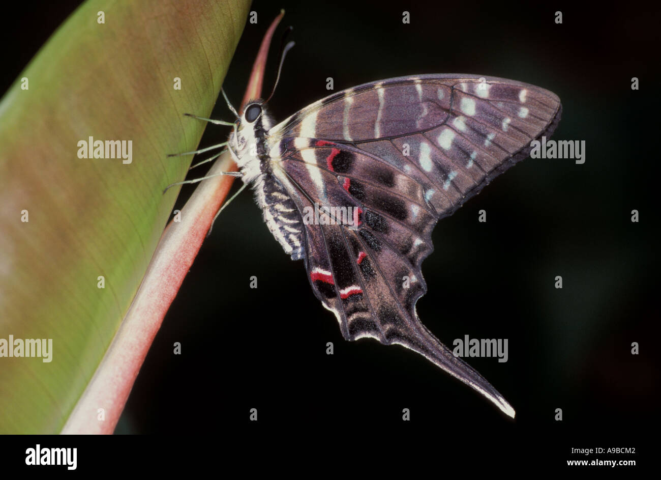 Long Tailed Jay Butterfly Graphium policenes Africa Stock Photo - Alamy