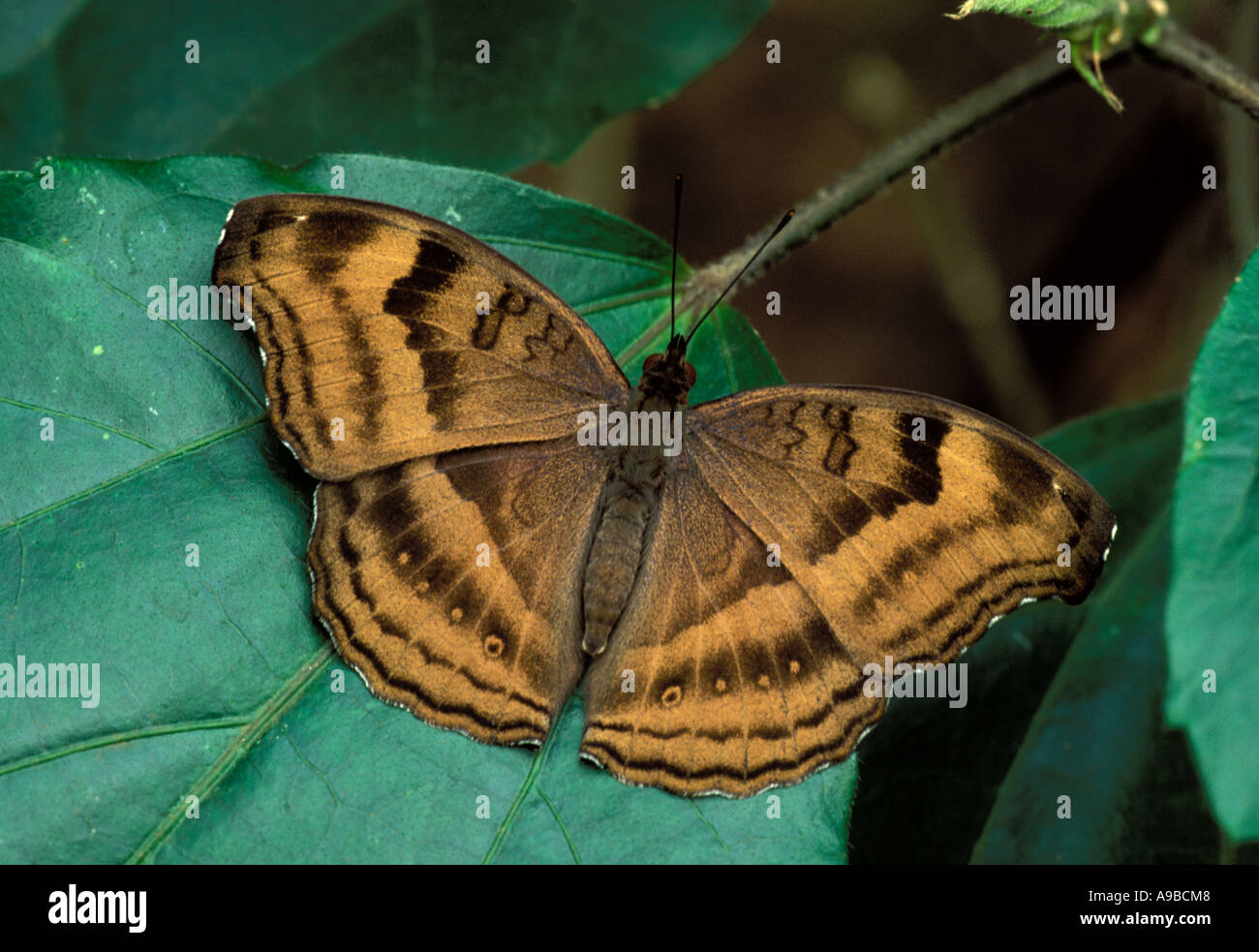 Chocolate Pansy Butterfly Precis iphita Singapore South East Asia Stock ...