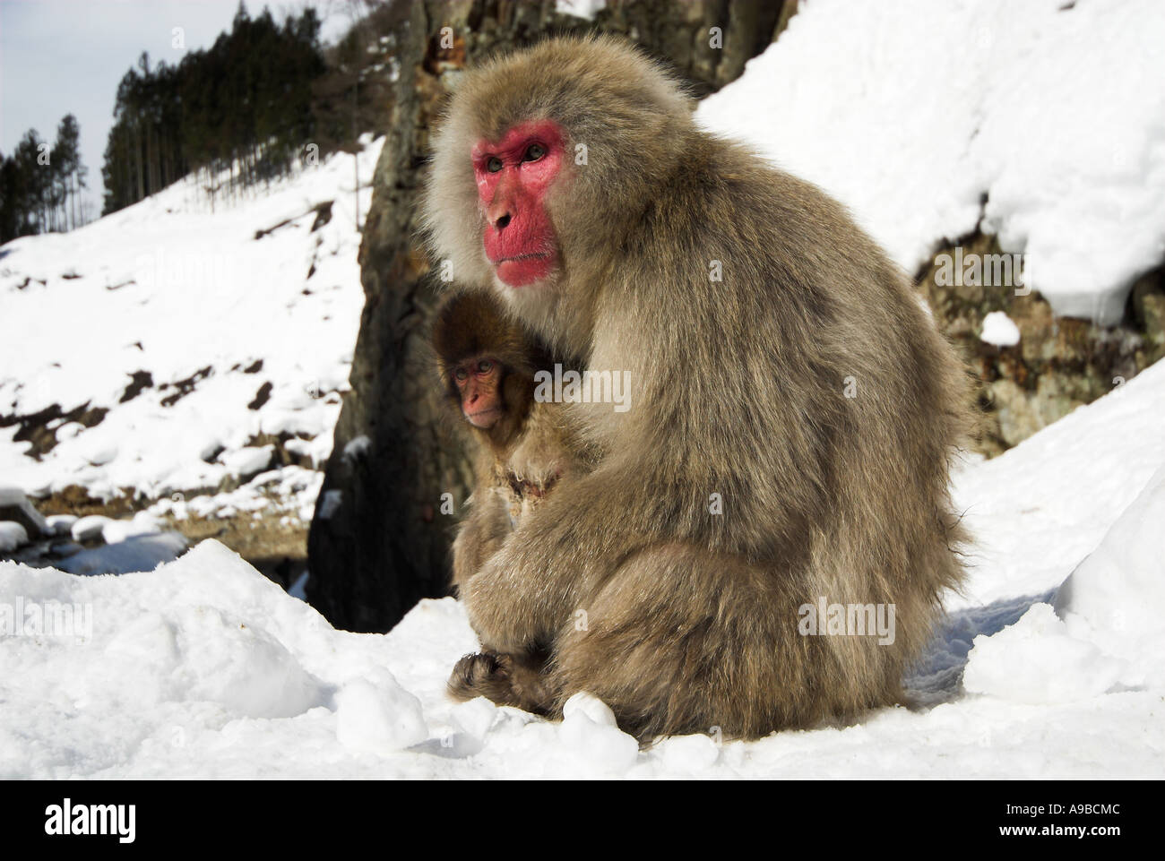 Japanese Macaque Macaca fuscata adult with young baby Jigokudani ...