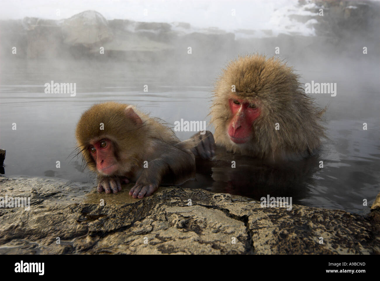 Japanese Macaque Macaca fuscata Jigokudani National Park Japan Stock ...