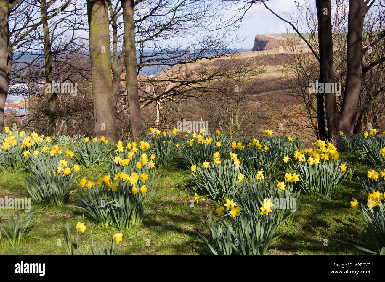 Daffodils at Saltburn Stock Photo - Alamy