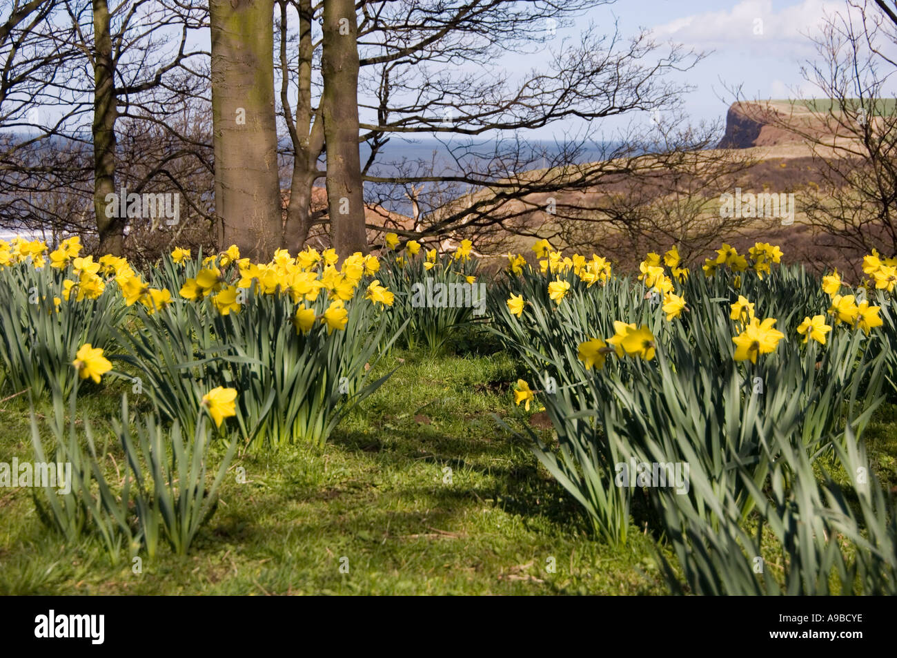 Rear view of daffodils hi-res stock photography and images - Alamy