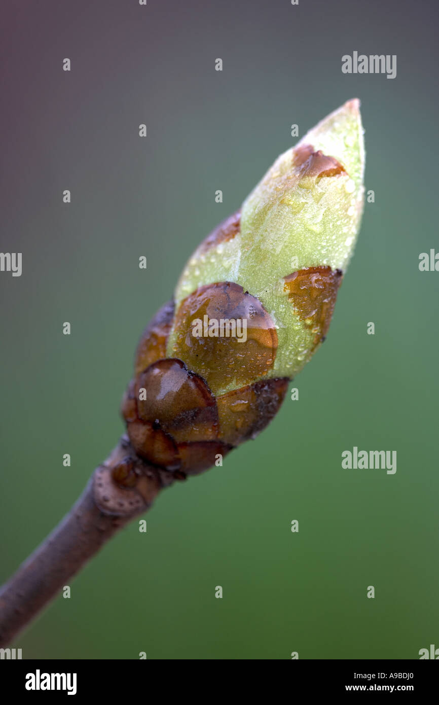Horse Chestnut Aesculus hippocastanum bud Stock Photo - Alamy