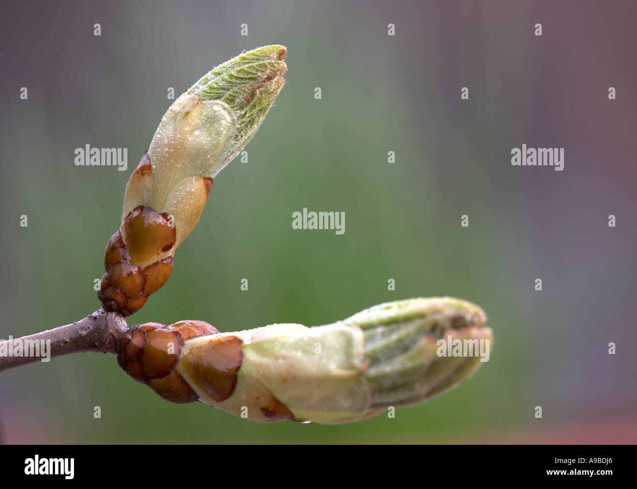 Horse Chestnut Aesculus hippocastanum buds Stock Photo - Alamy