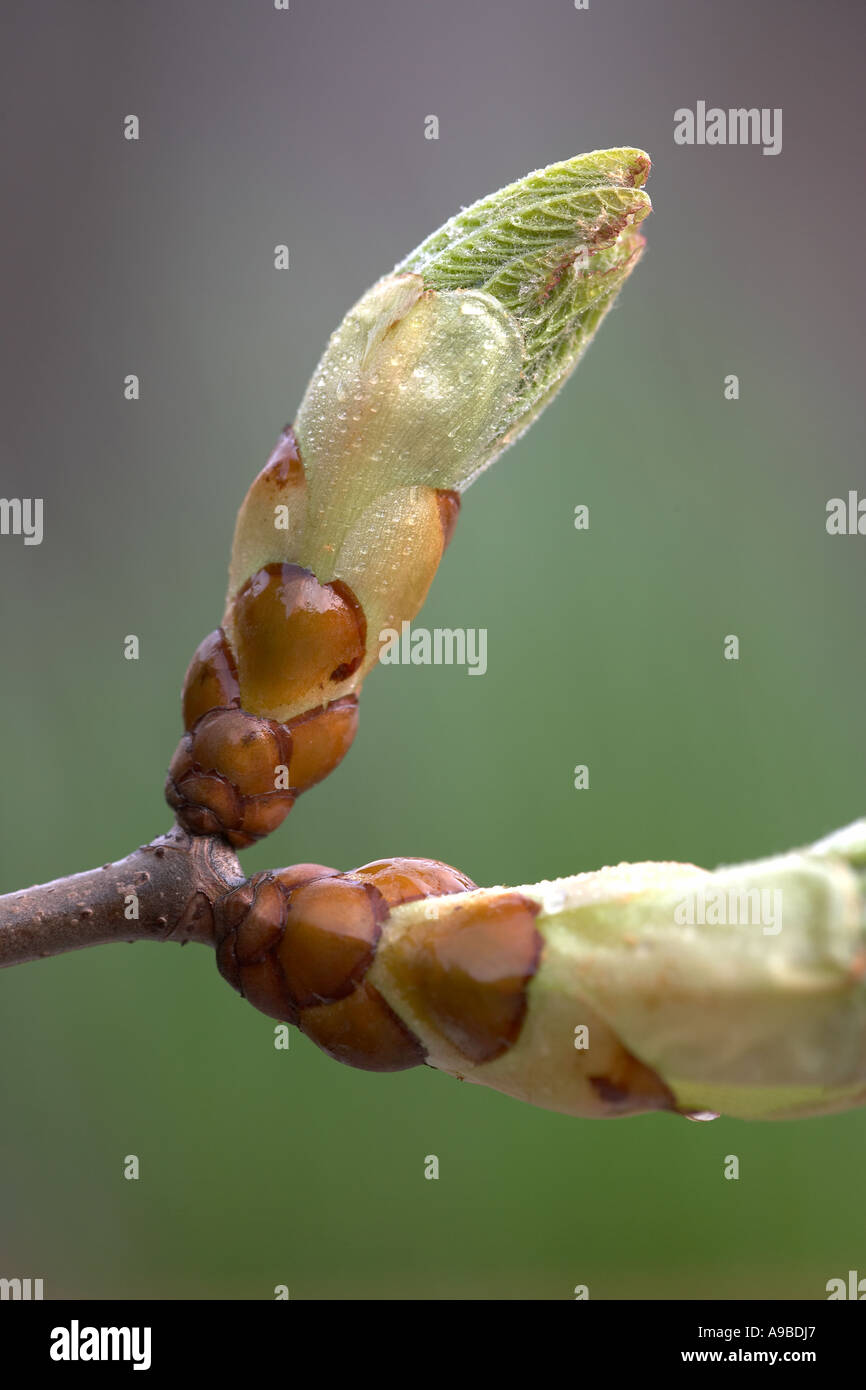 Horse Chestnut Aesculus hippocastanum bud Stock Photo - Alamy