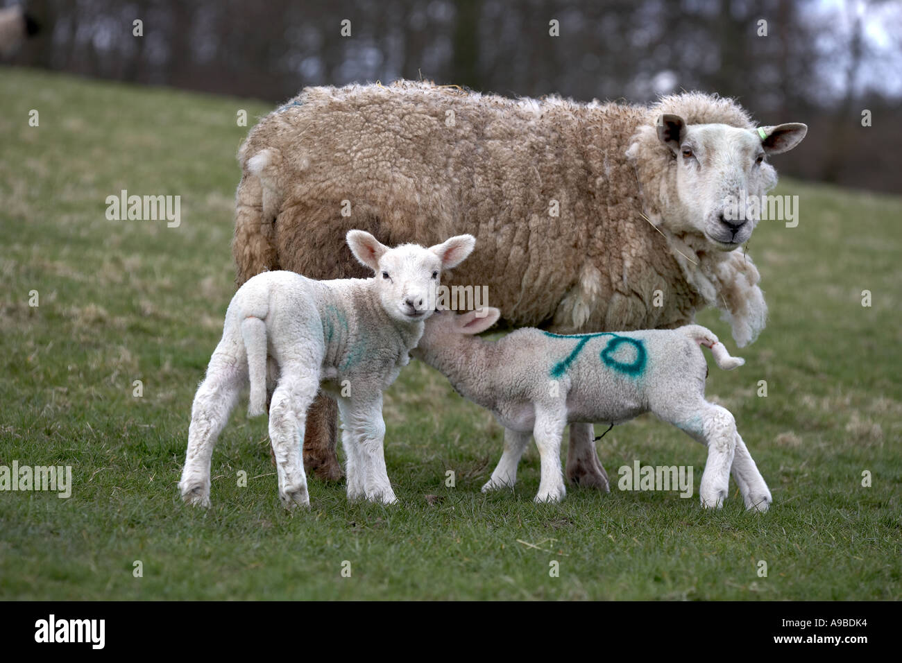 Sheep and two lambs one feeding painted with the number 70 North ...