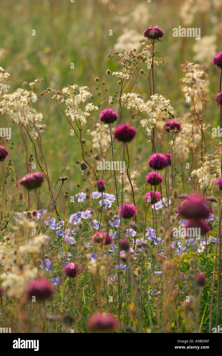 Steppe flowers, kape Kaliakra Bulgaria Stock Photo - Alamy