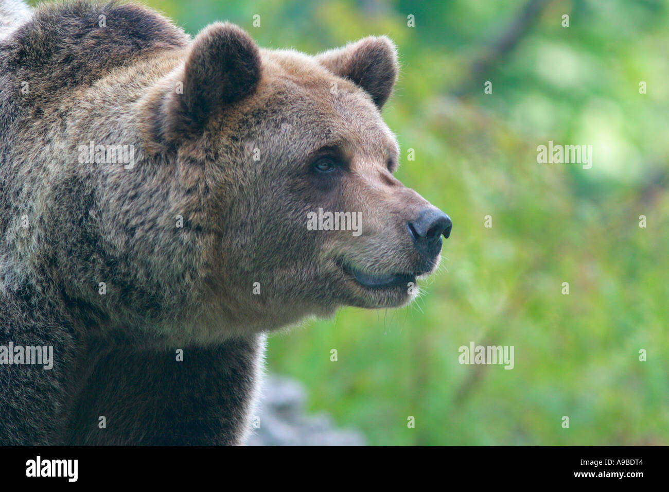 brown bear, Bulgaria Stock Photo - Alamy