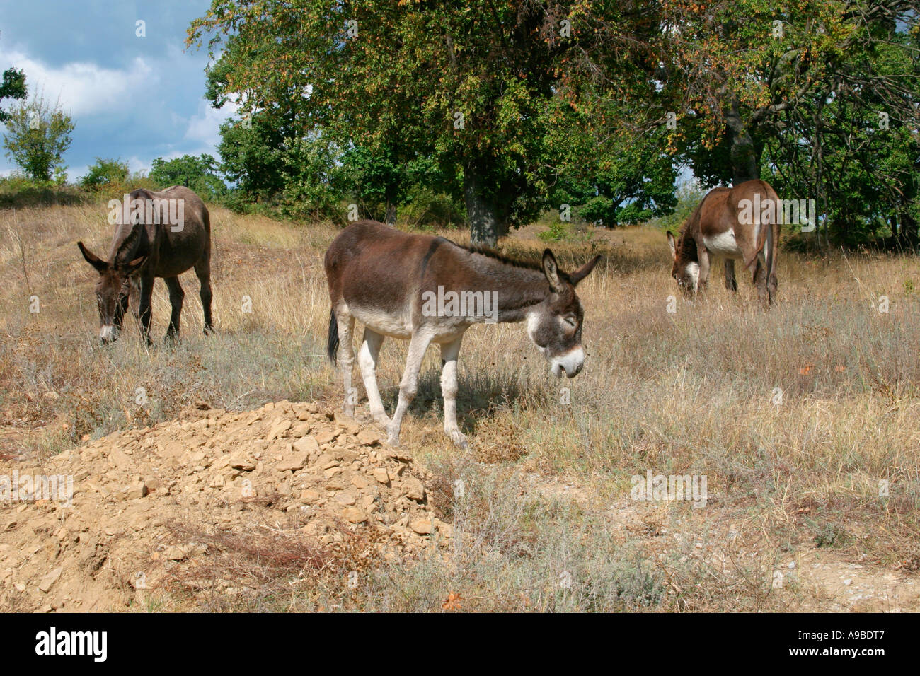Donkey pannier hi-res stock photography and images - Alamy