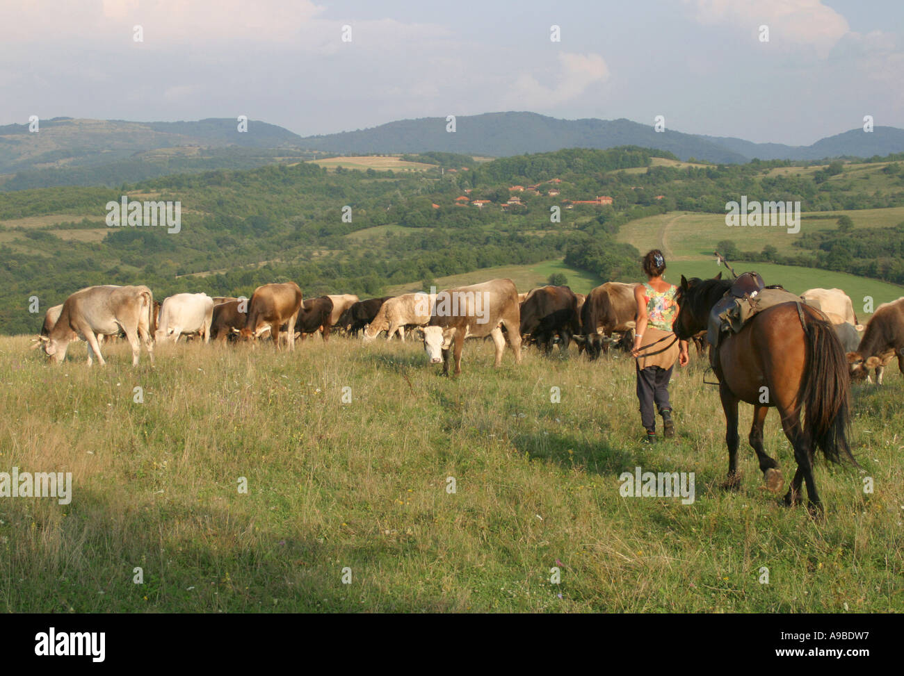 Horses nere balkan mountain hi-res stock photography and images - Alamy