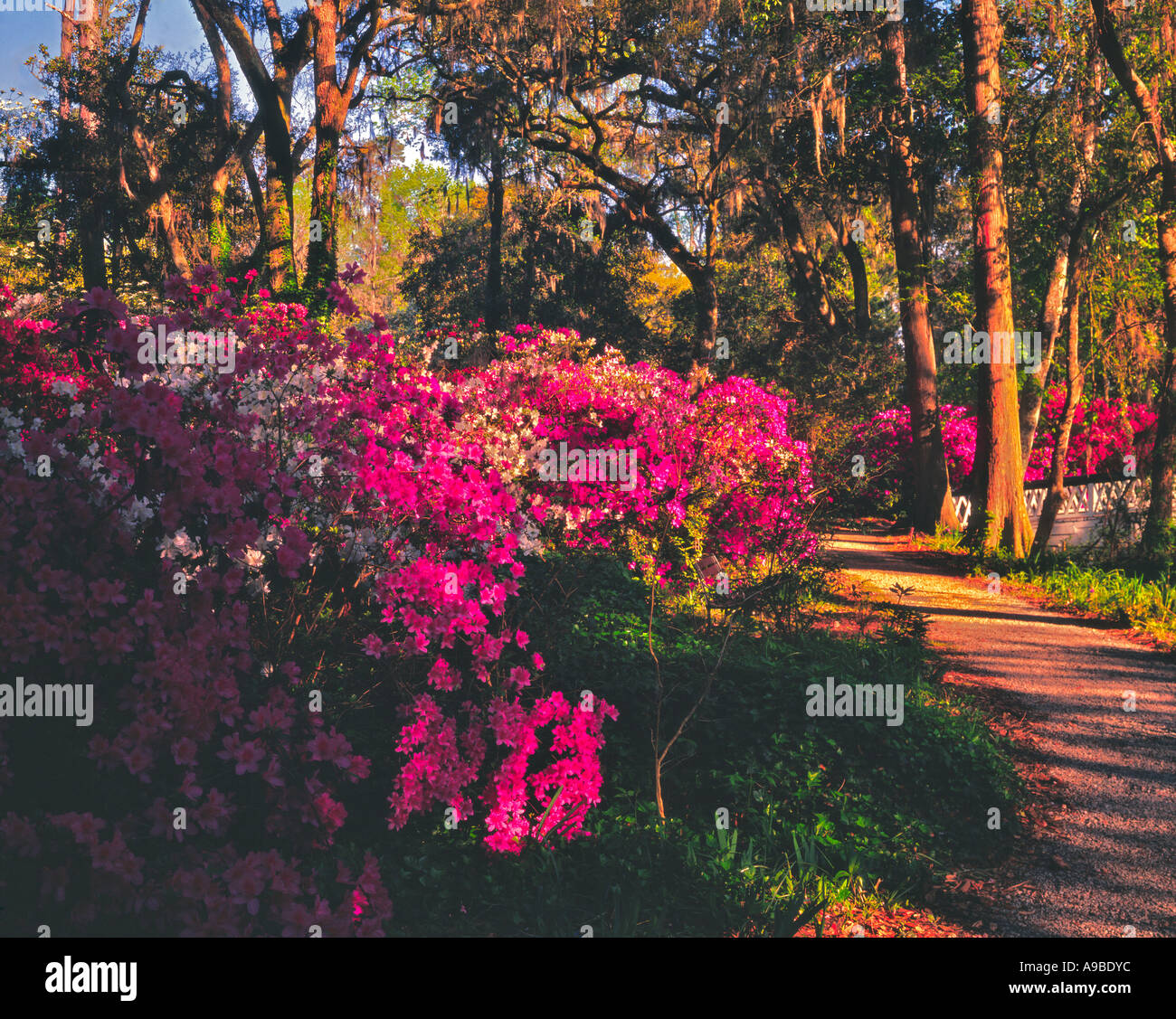 Azaleas bloom profusely along a rustic path at Magnolia Gardens near ...