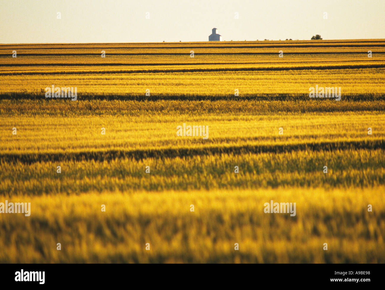 Agriculture - Ripening green spring wheat field with grain elevator in ...