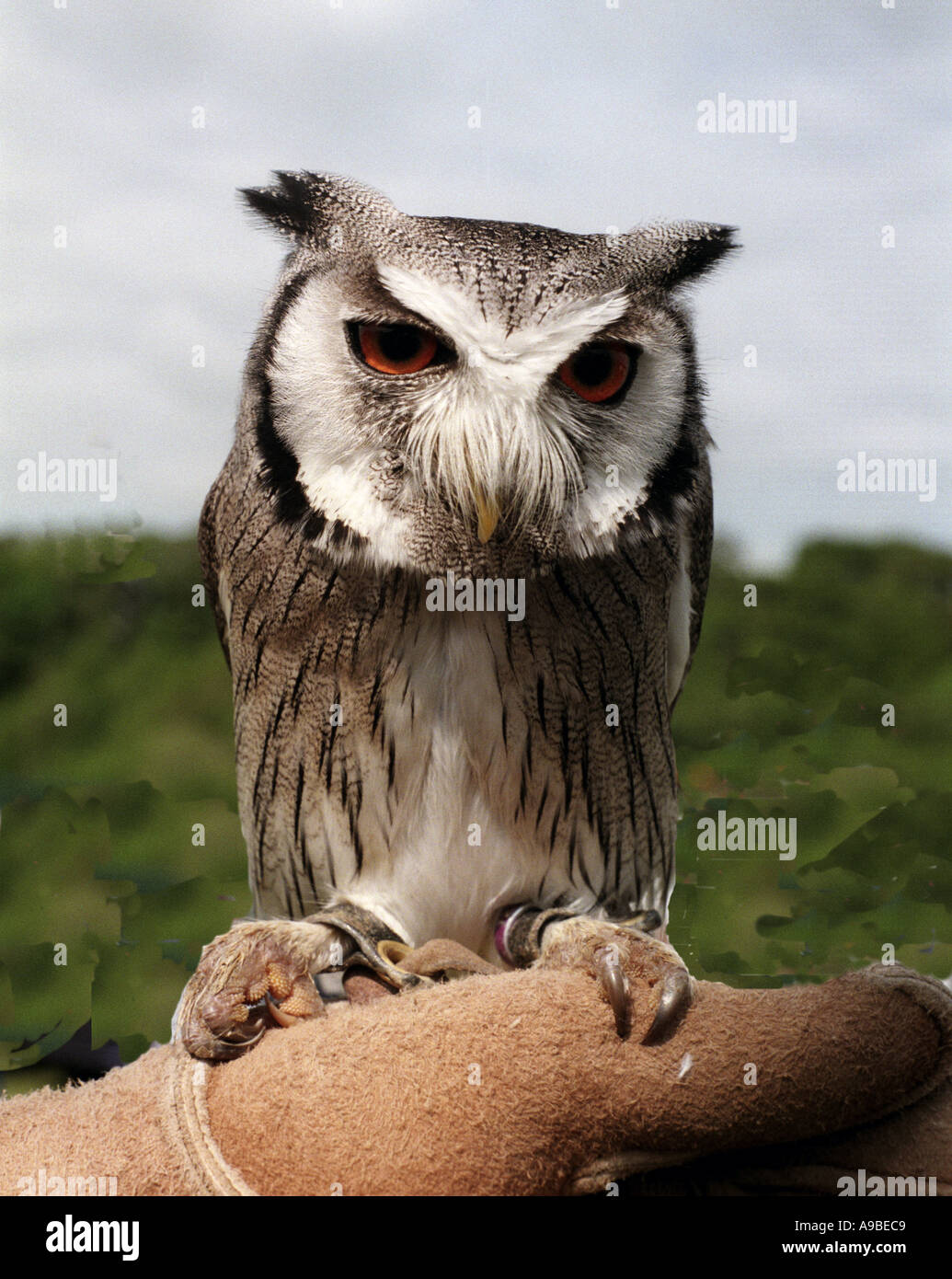 Owl Strigiformes horned Stock Photo - Alamy