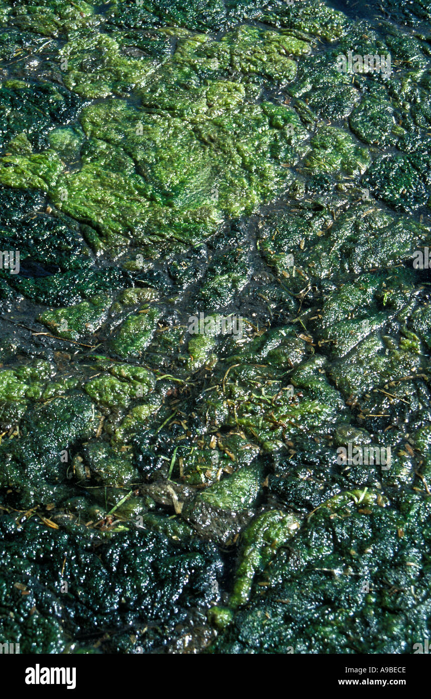 Water contaminated with blue green algae Stock Photo - Alamy