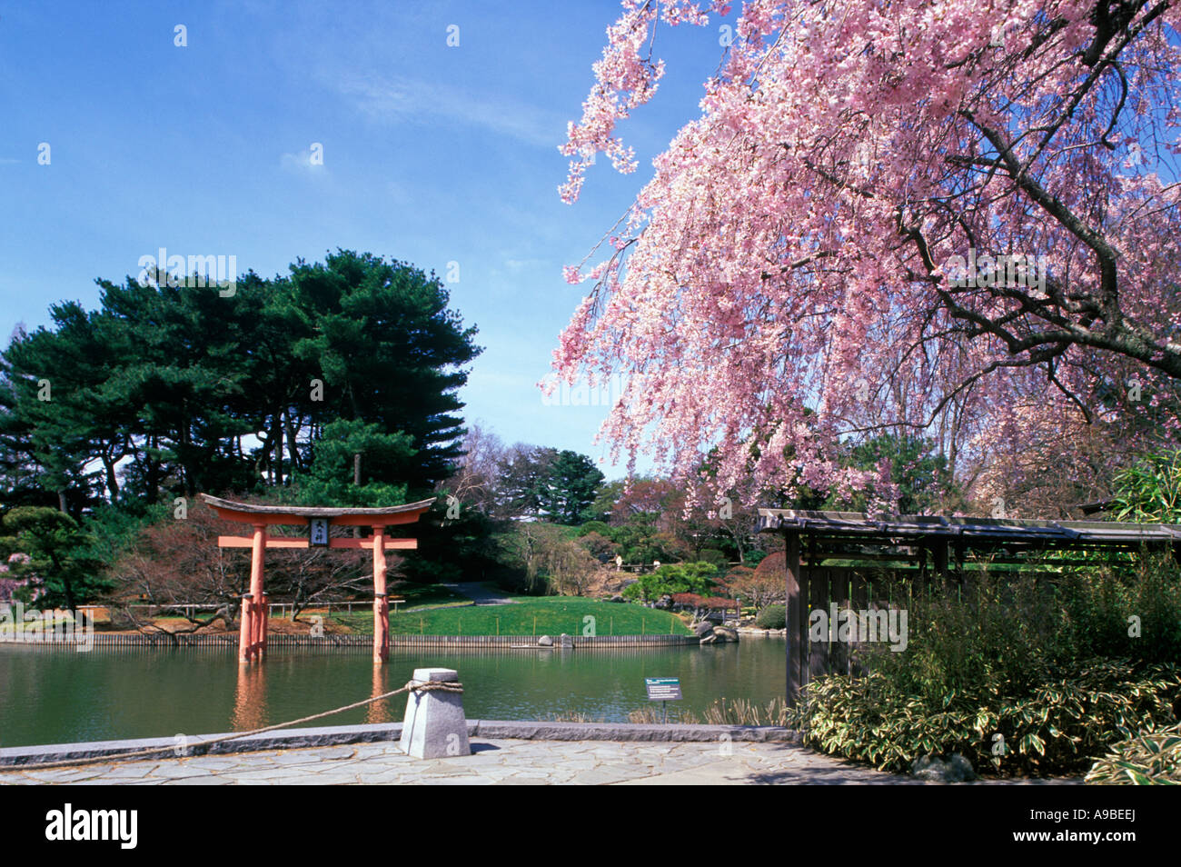 Tori gate cherry blossoms hi-res stock photography and images - Alamy