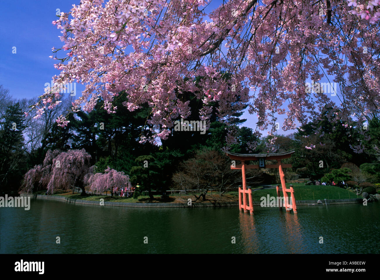 Tori gate cherry blossoms hi-res stock photography and images - Alamy