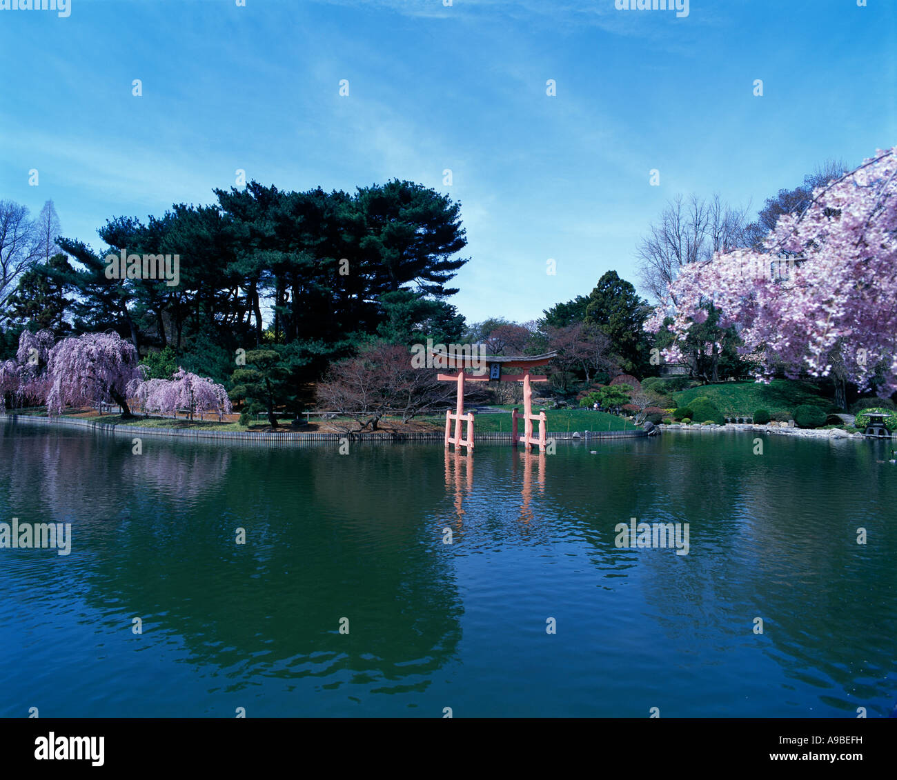 Tori gate cherry blossoms hi-res stock photography and images - Alamy