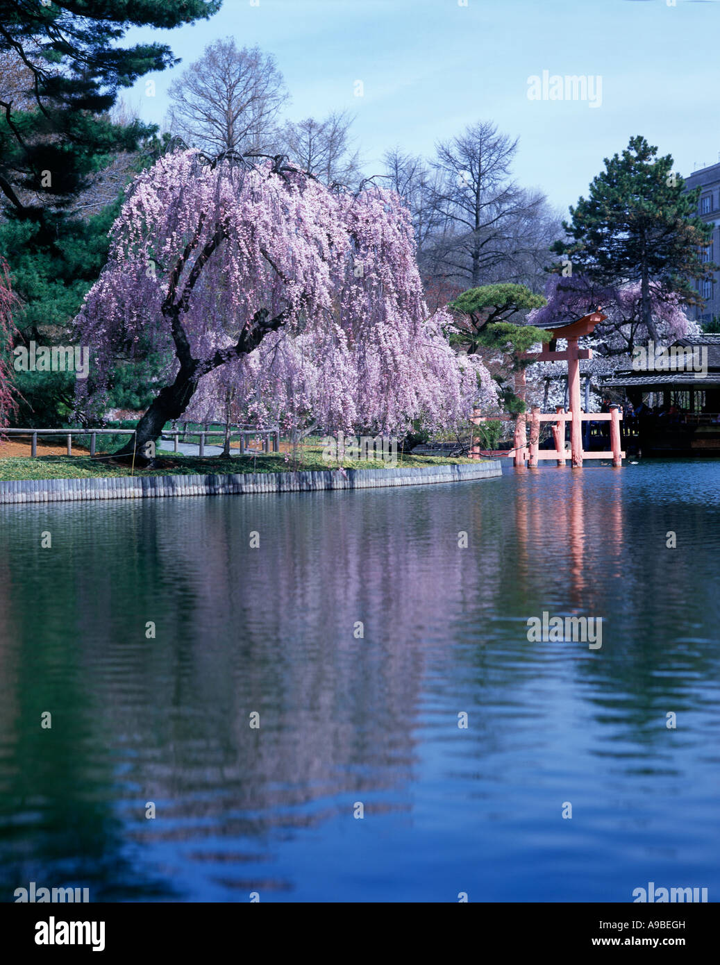 Tori gate cherry blossoms hi-res stock photography and images - Alamy