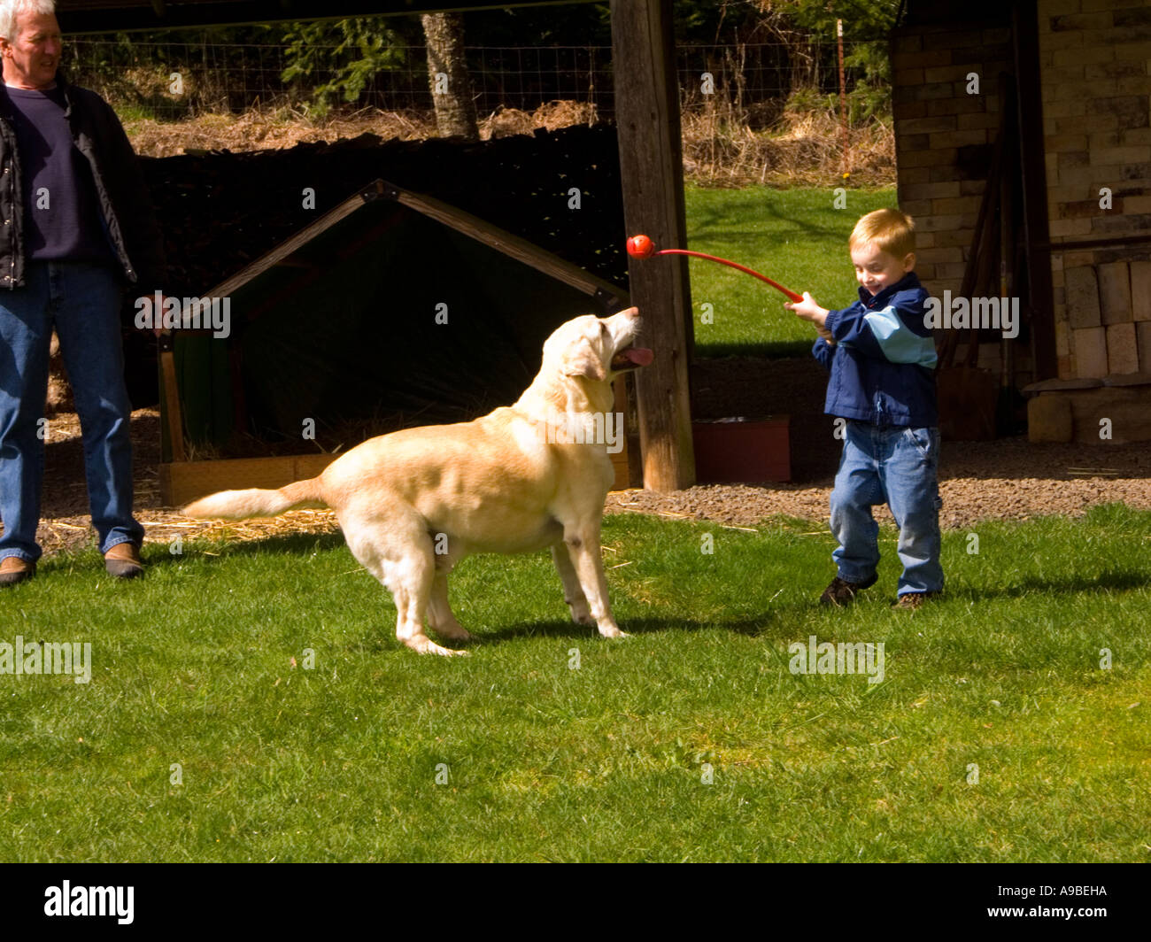 Five year old boy playing with his pet Labrador dog Stock Photo - Alamy
