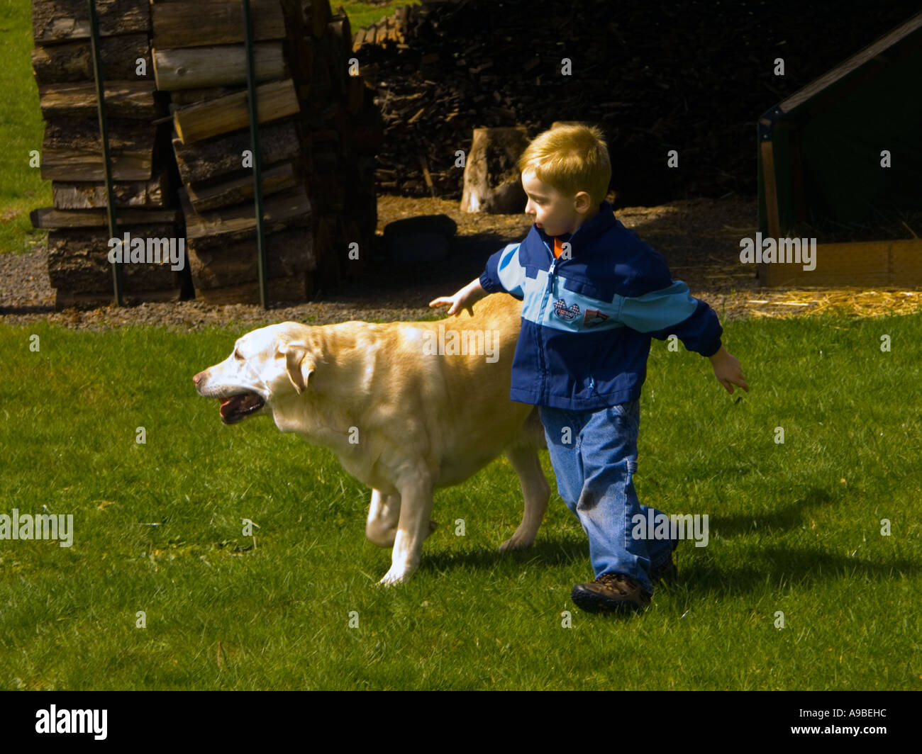 Five year old boy playing with his pet Labrador dog Stock Photo - Alamy