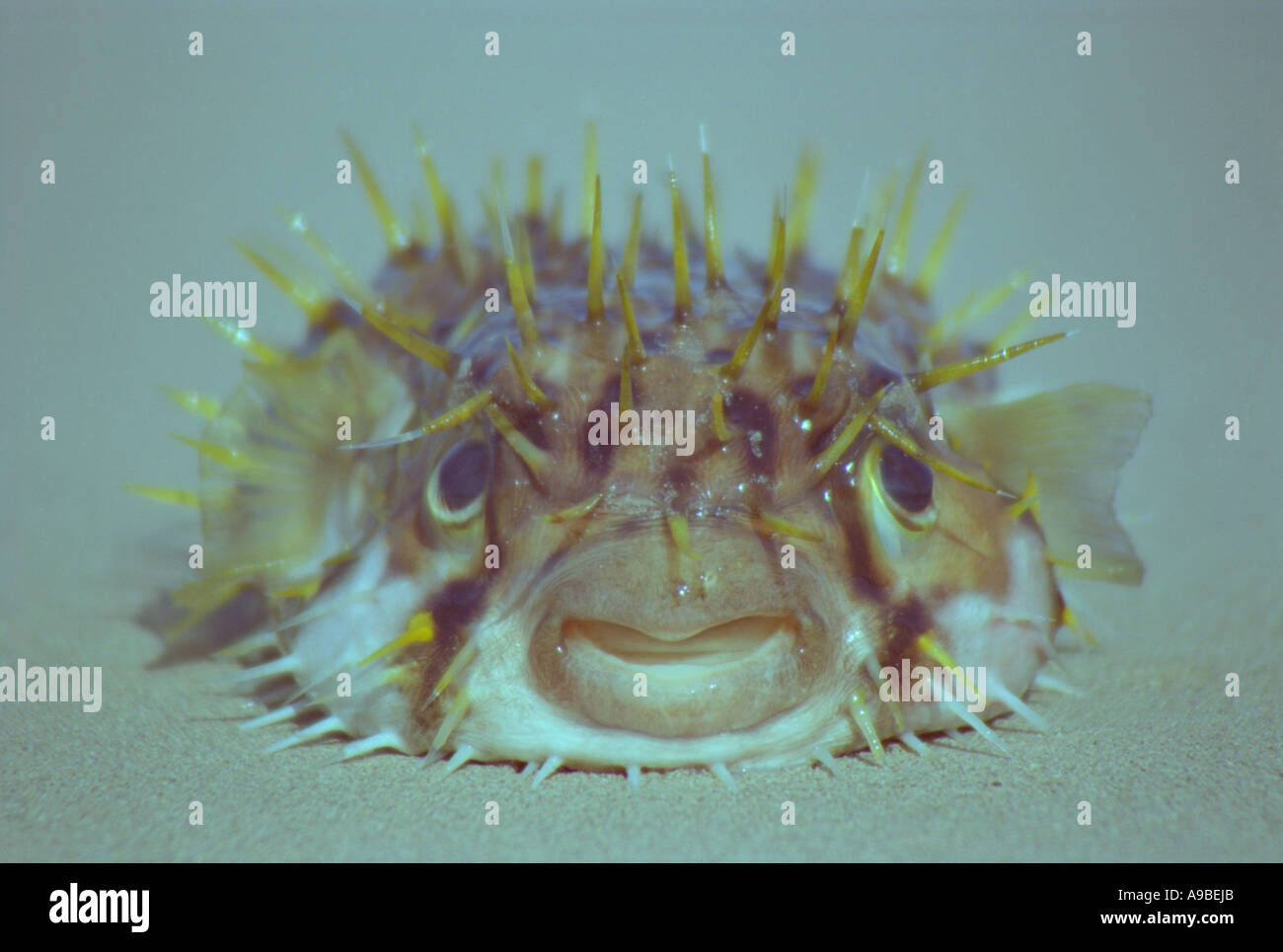 Beached Globe fish Western Australia Stock Photo - Alamy