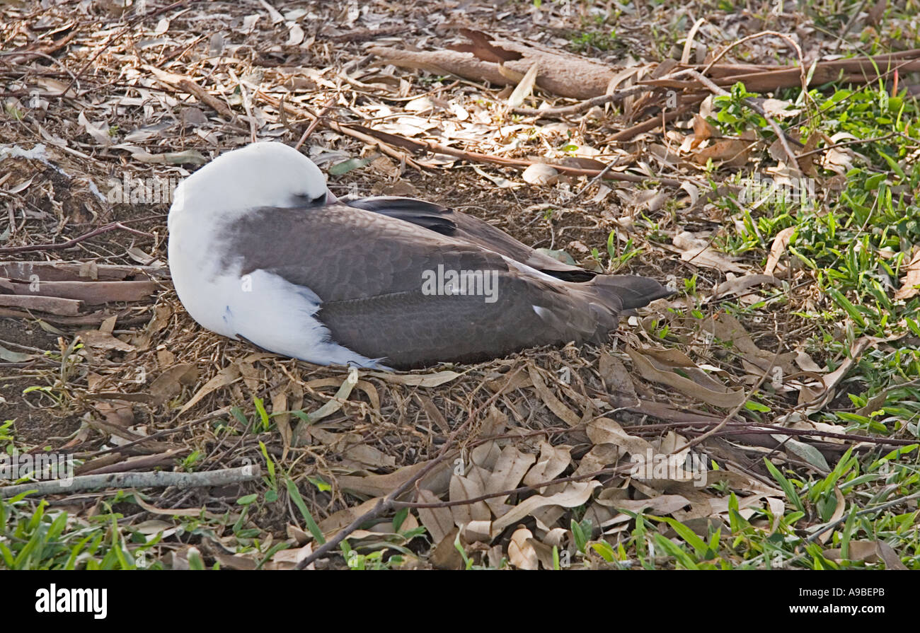 Diomedia immutabilis gooney bird moli kauai hawaii nest breeding ...