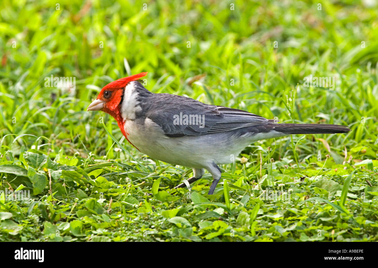 Brazilian cardinal hi-res stock photography and images - Alamy
