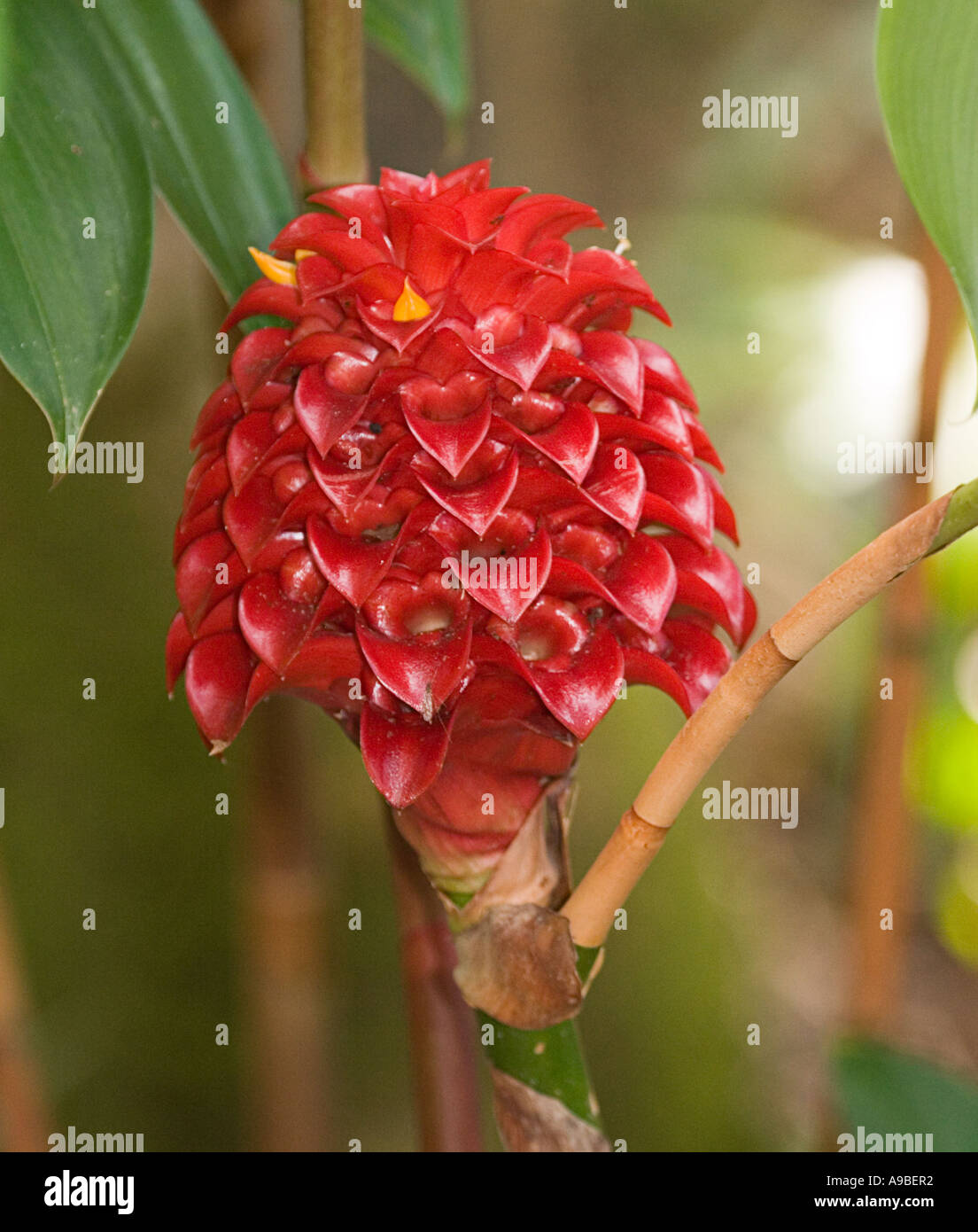Ginger flower bud close hi-res stock photography and images - Alamy