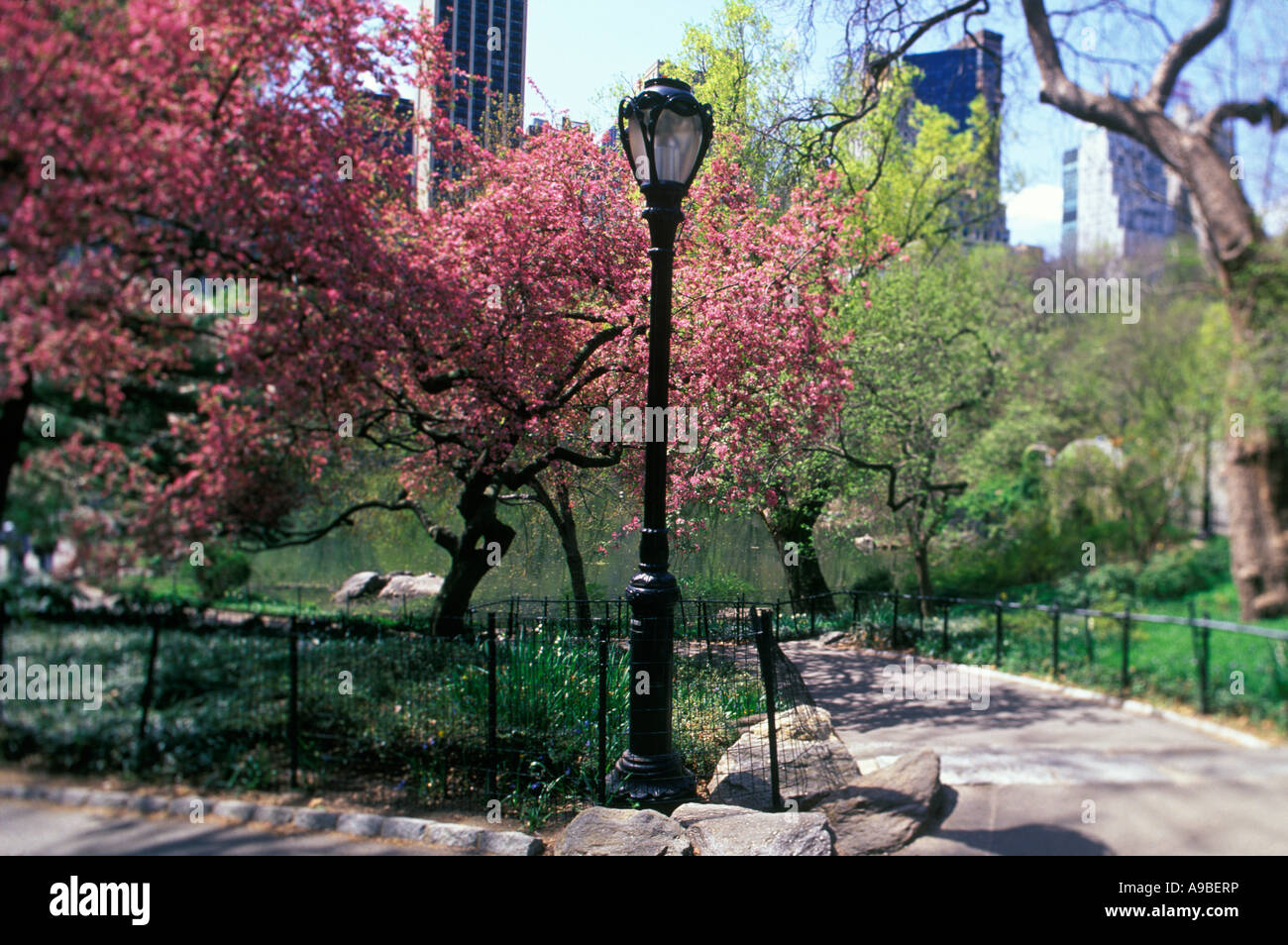 SPRING CENTRAL PARK MANHATTAN NEW YORK CITY USA Stock Photo - Alamy