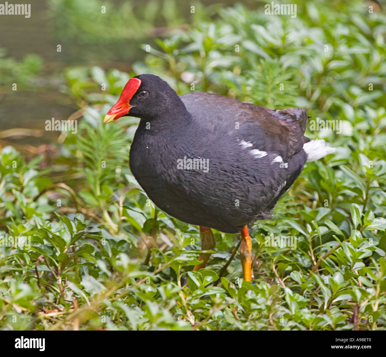 Common Moorhen Alae Ula Gallinula chloropus sandvicensis Stock Photo ...