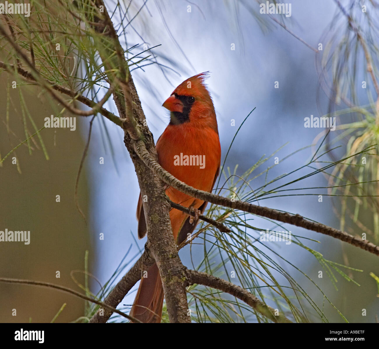 Northern Cardinal cardinalis cardinalis Stock Photo - Alamy