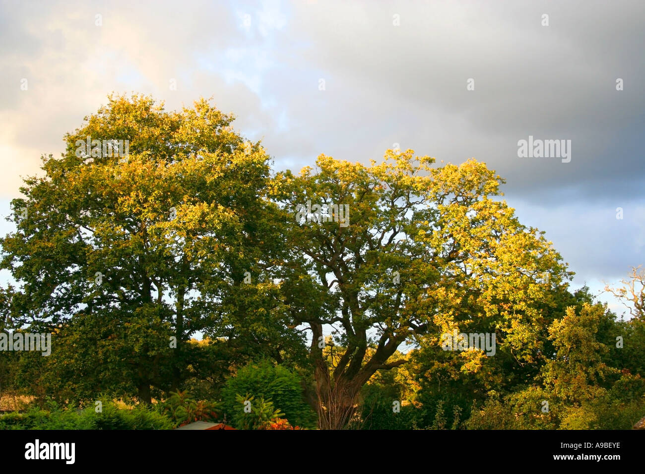 Cumulus clouds. Evening sun on English oak trees . Southern England ...