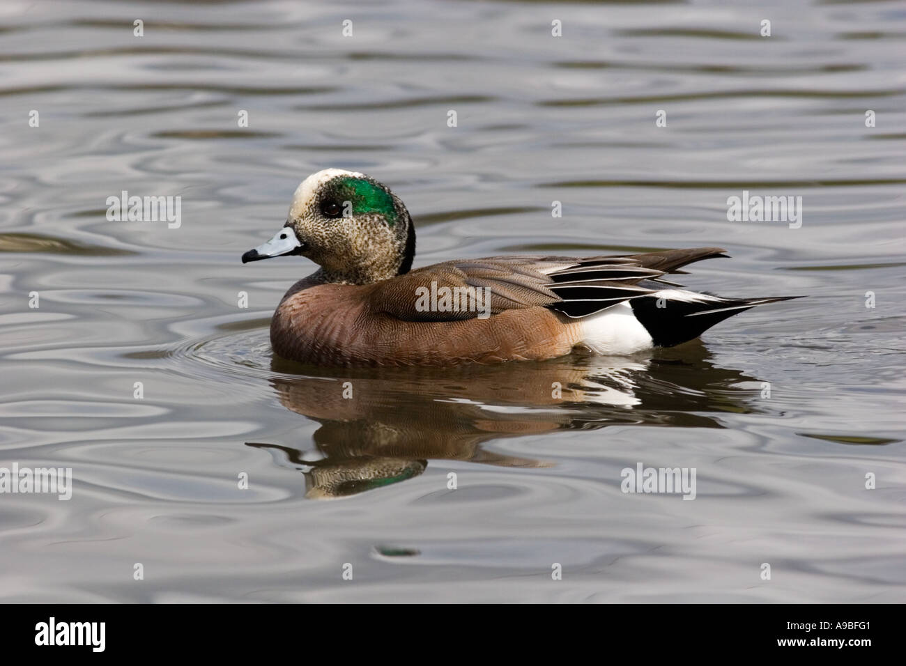 Male American Widgen, Anas americana, swimming at Alton Baker Park in ...