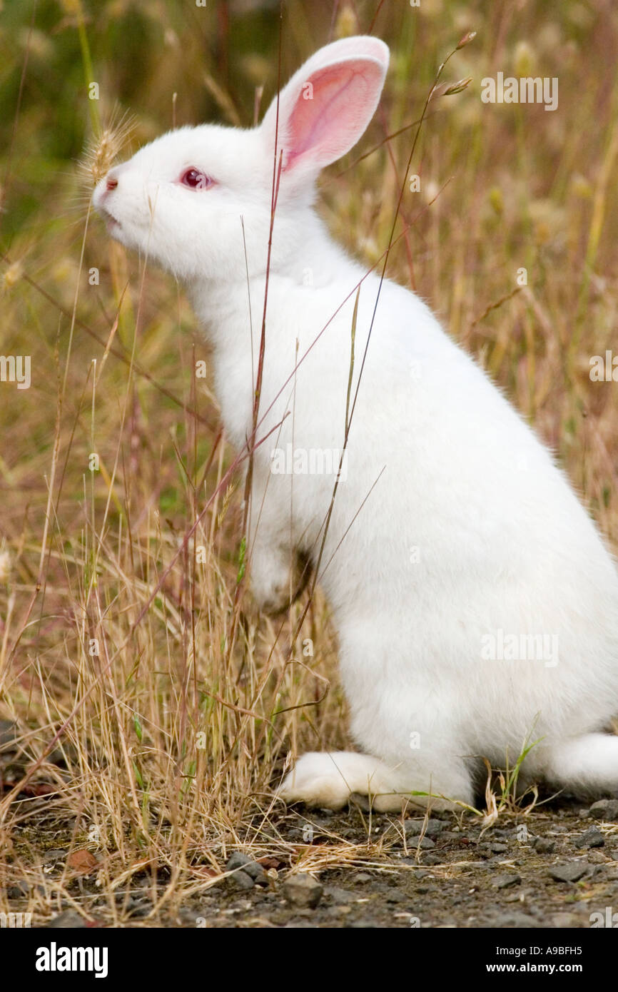 Domestic rabbit in the wild Stock Photo - Alamy