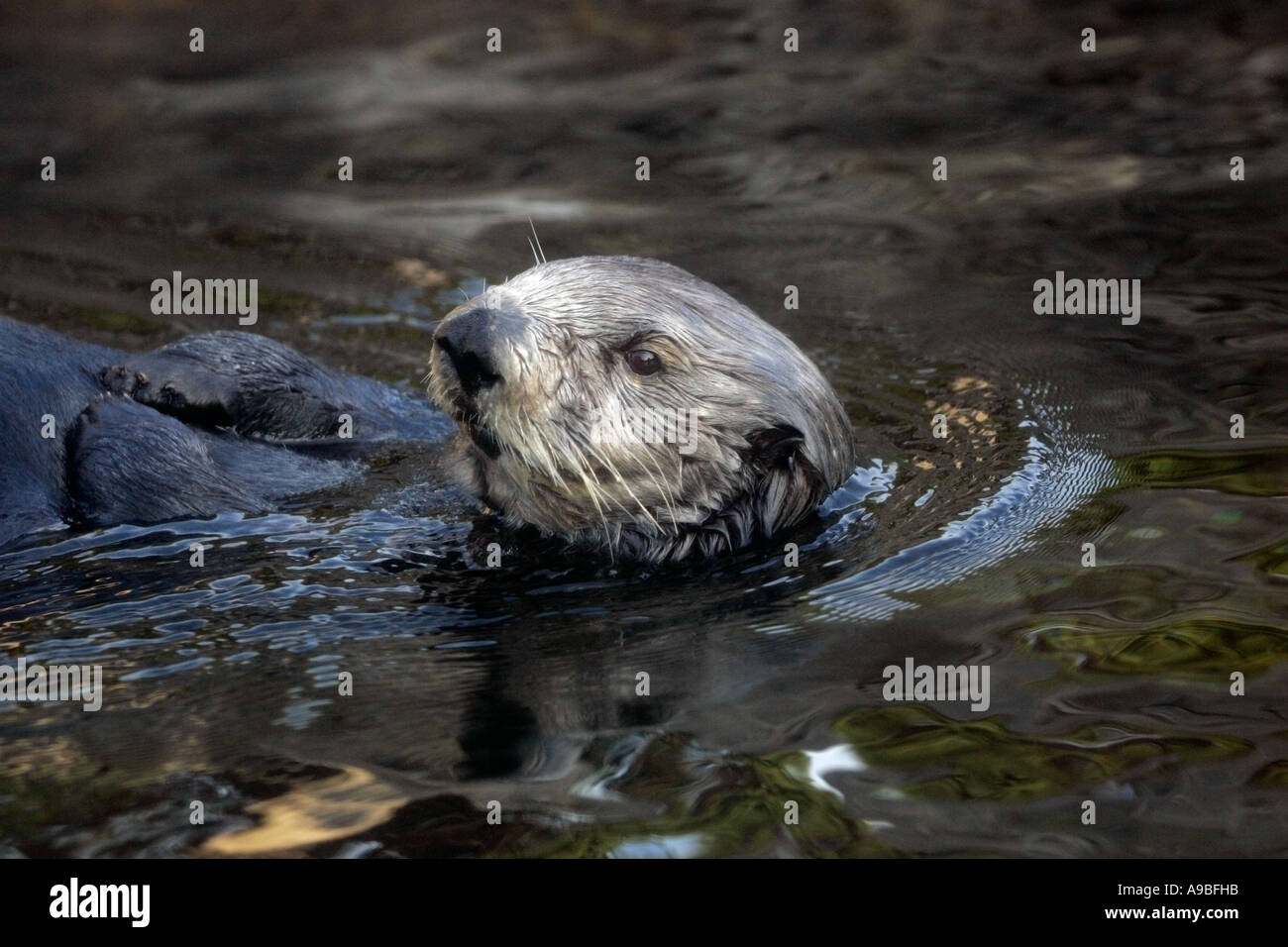 Sea Otter floating on its back Stock Photo - Alamy