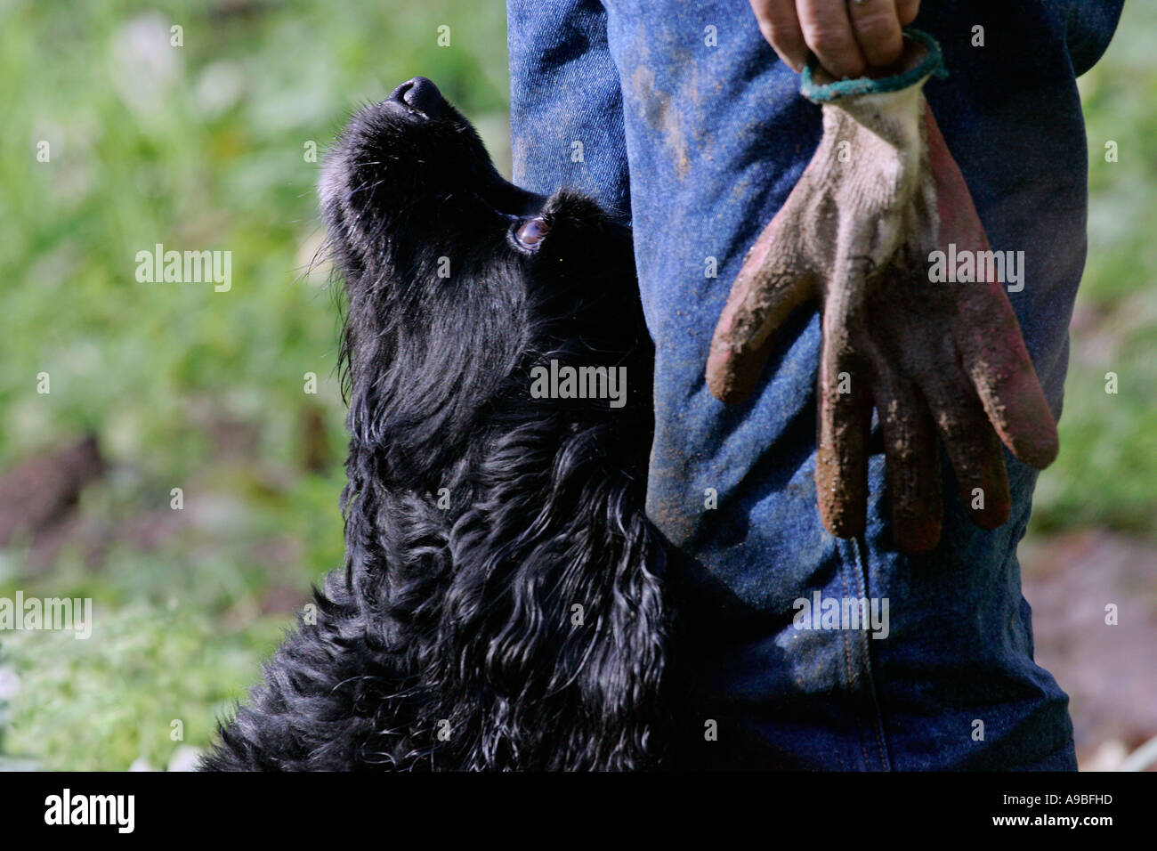 Dog showing love and devotion to it's owner Stock Photo - Alamy