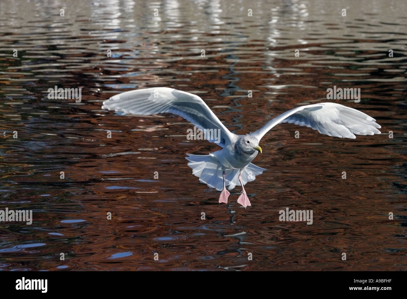 Alton water park hi-res stock photography and images - Alamy
