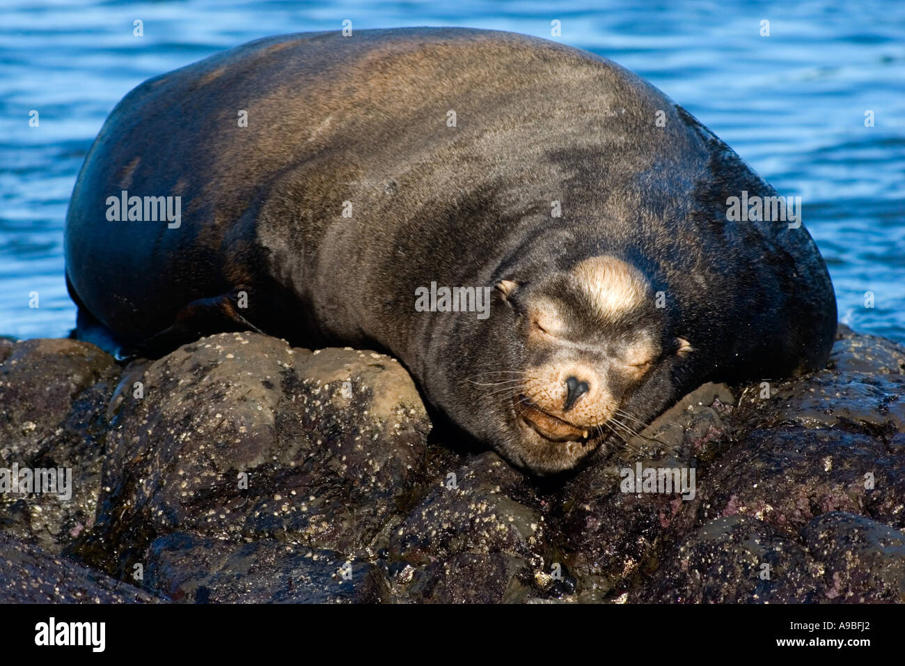 Sea Lion taking a nap at Cape Arago Oregon Stock Photo - Alamy