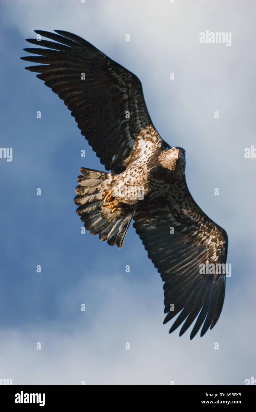 Captured eagle hi-res stock photography and images - Alamy