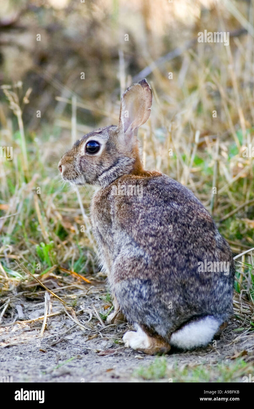 William L Finley Nwr High Resolution Stock Photography and Images - Alamy