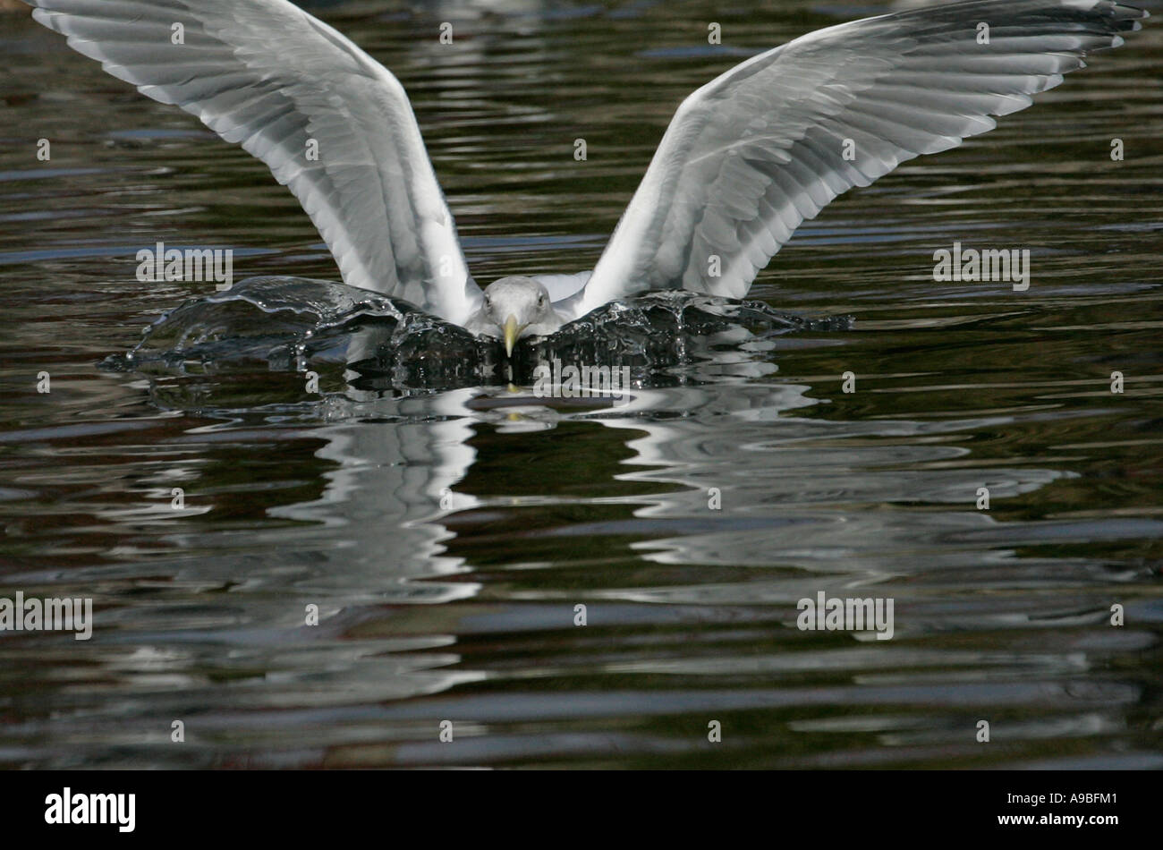 Sea Gull landing at Alton Baker Park in Eugene Oregon Stock Photo - Alamy